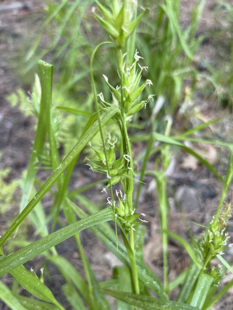 northern long sedge from Chandler St, Plymouth, MA, US on May 27, 2023 ...