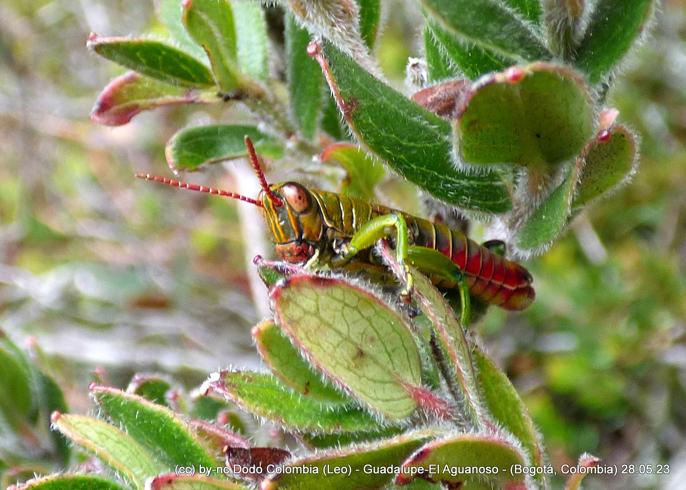 Agesander ruficornis Stål, 1878
