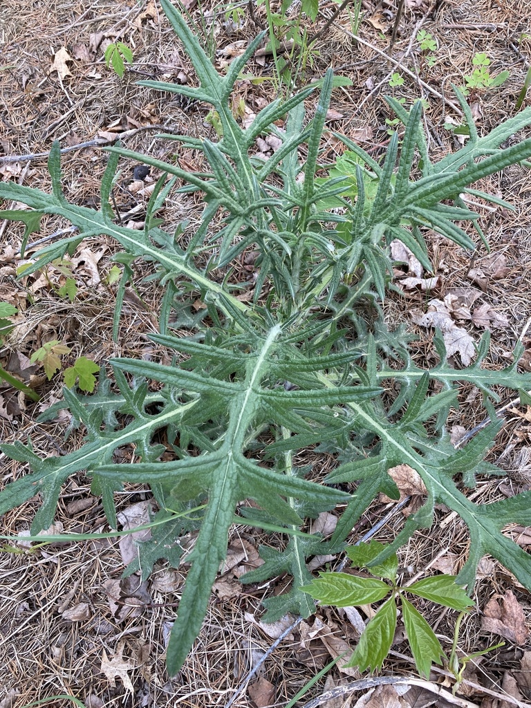 Plume Thistles from Dover Shores Ct, Friendship, WI, US on May 28, 2023 ...