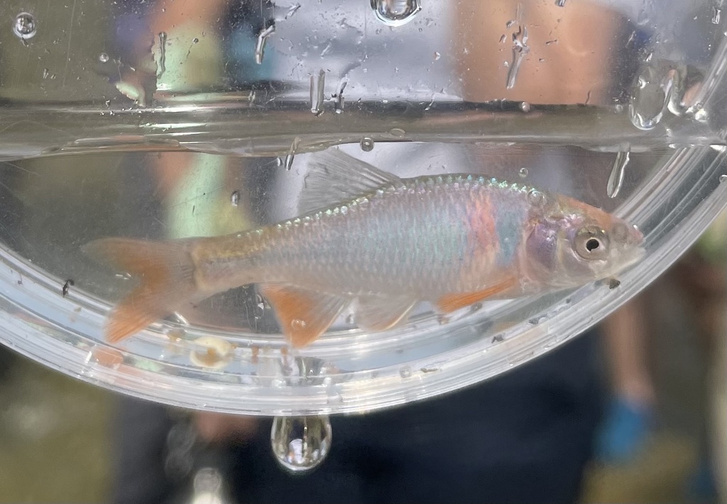 Red Shiner from Hendrick Arnold Bluff, Nemo, TX, US on May 28, 2023 at ...