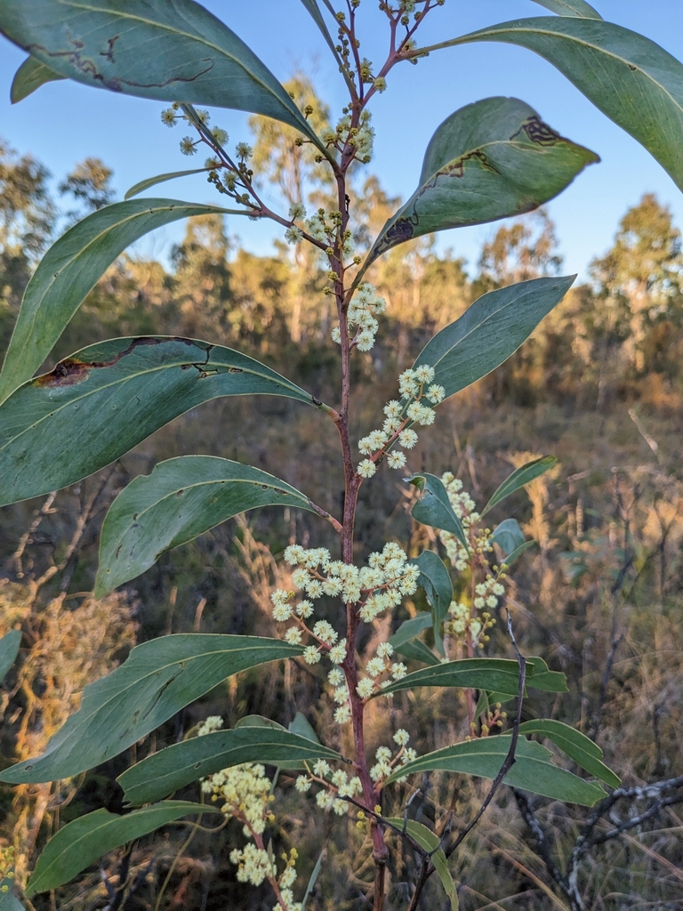 sickle wattle from Voyager Point NSW 2172, Australia on May 27, 2023 at ...