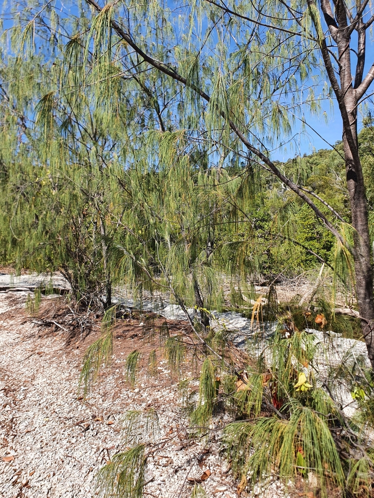 Beach Sheoak from Orpheus Island on May 28, 2023 at 01:27 PM by Matt ...