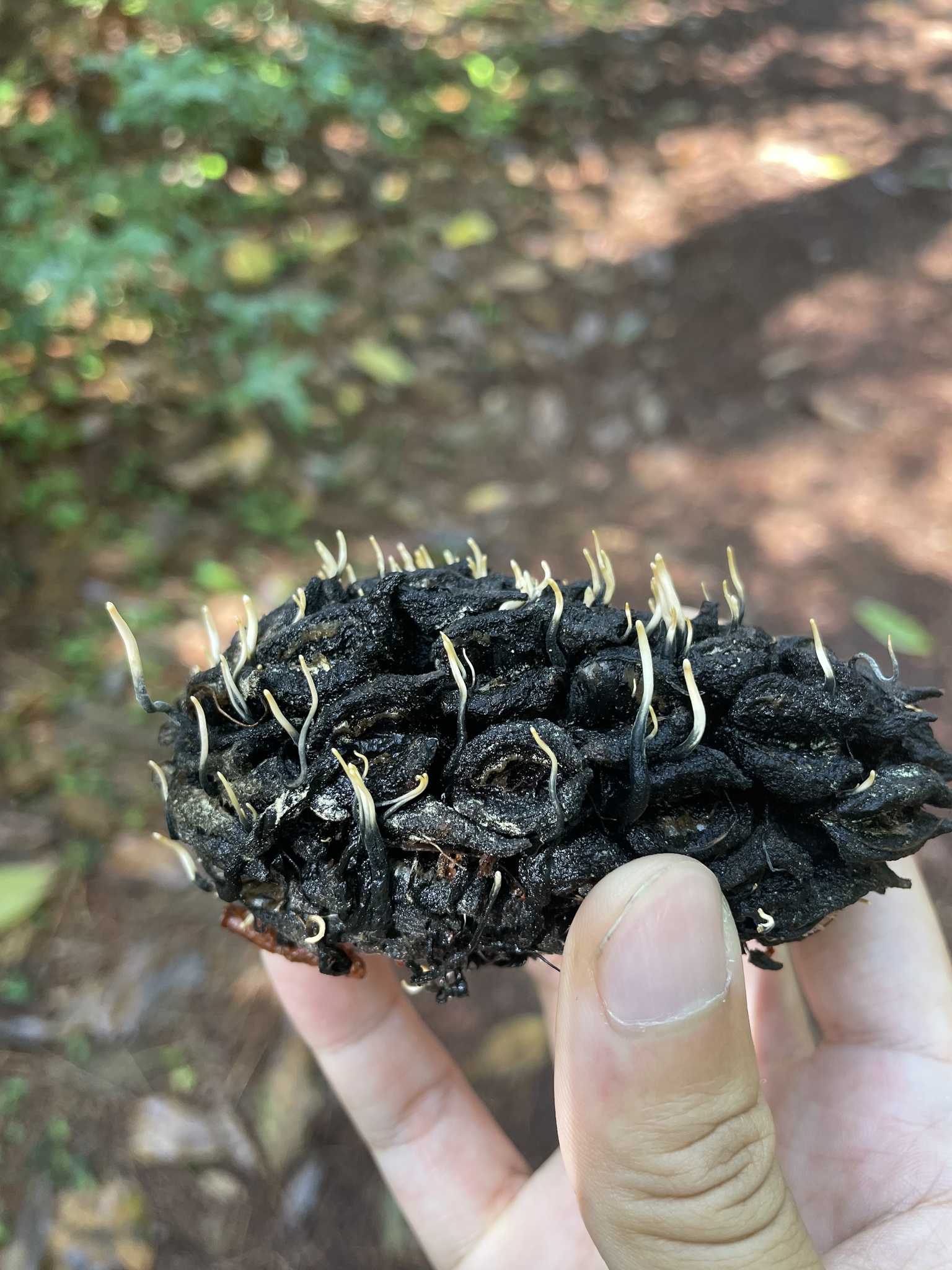 Xylaria magnoliae J.D.Rogers