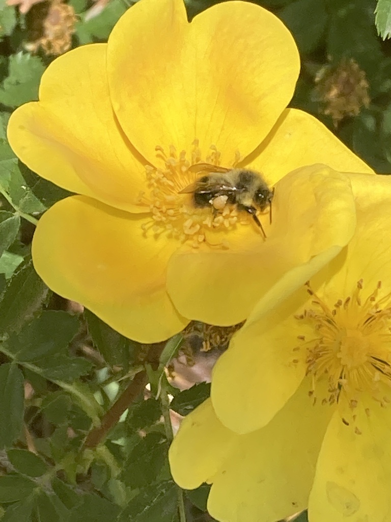 Fuzzy-Horned Bumble Bee from Gonzaga University, Spokane, WA, US on May ...