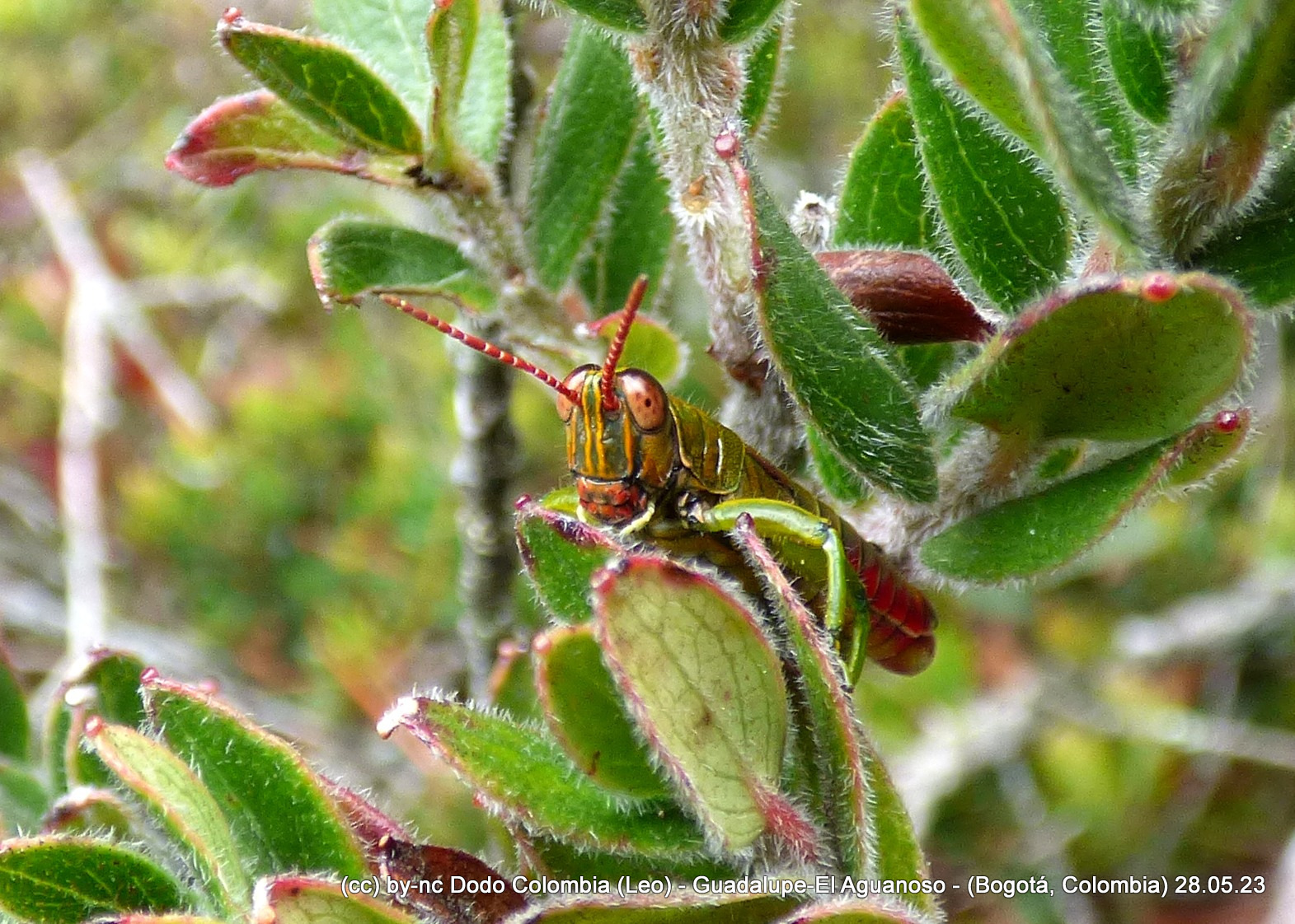 Agesander ruficornis Stål, 1878
