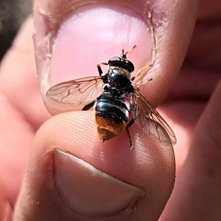 Blera fallax (Linnaeus, 1758)