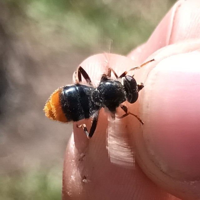 Blera fallax (Linnaeus, 1758)