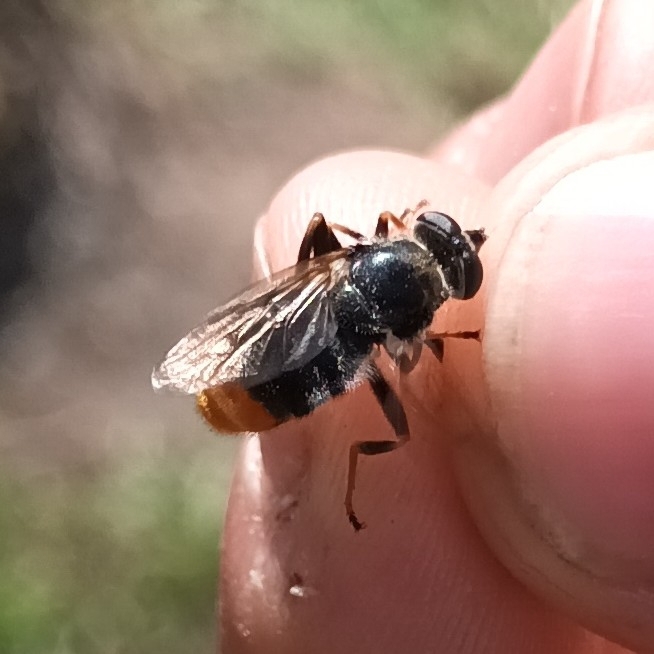 Blera fallax (Linnaeus, 1758)