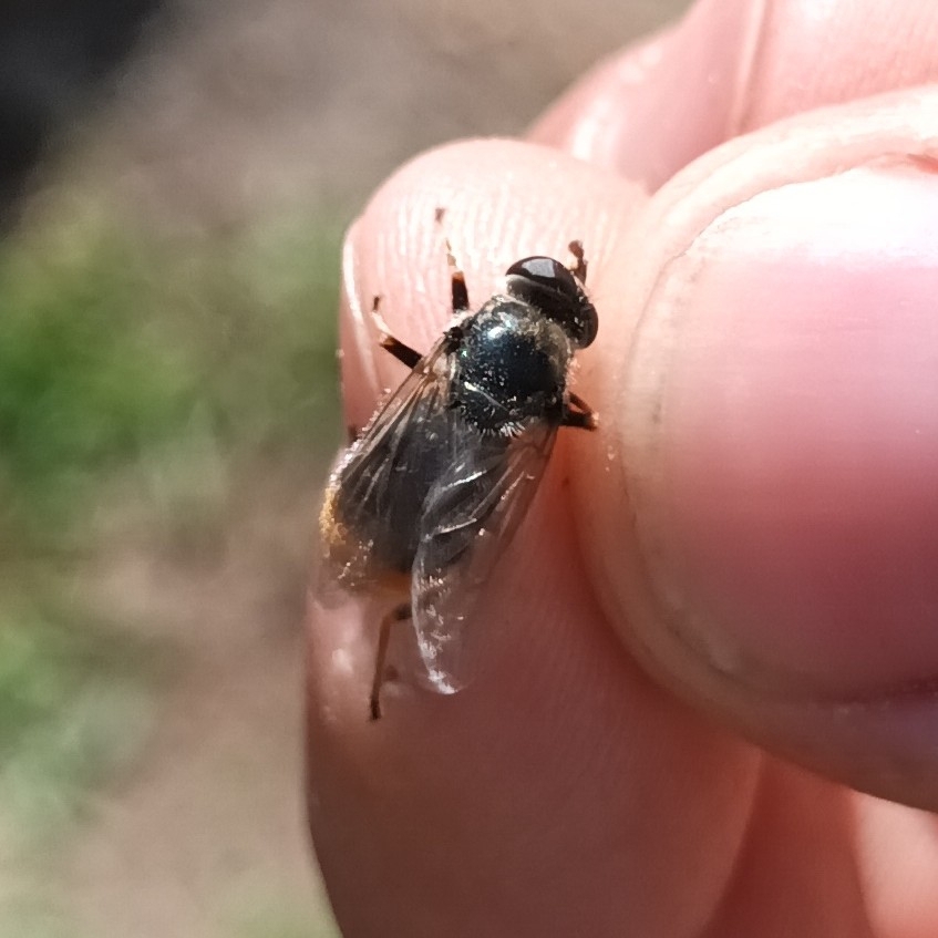 Blera fallax (Linnaeus, 1758)