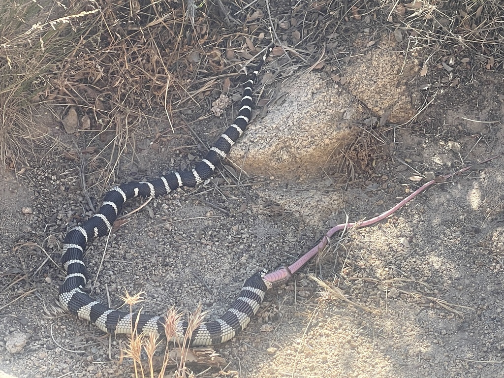 California King Snake from Joshua Tree National Park, Desert Hot ...