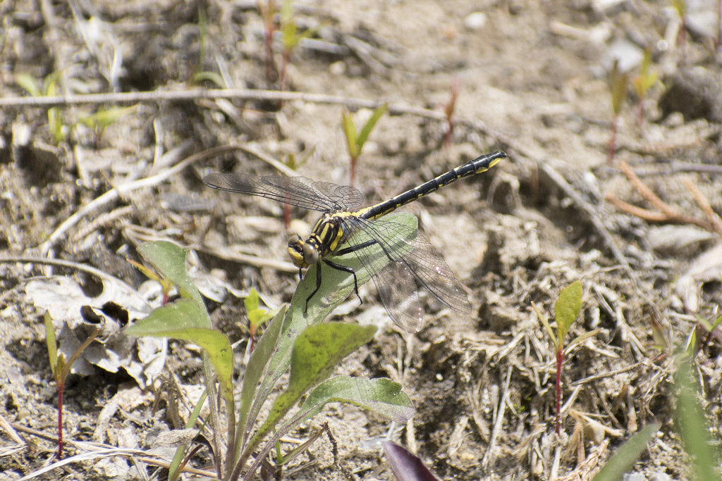 Rapids Clubtail from Huber Heights, OH, USA on May 27, 2023 at 11:09 AM ...