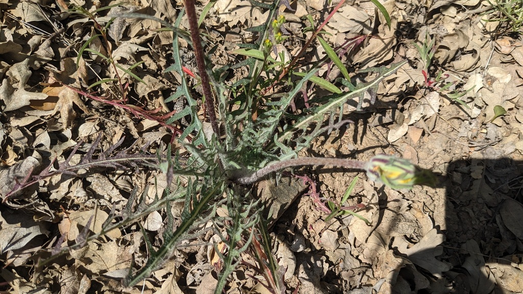 spearleaf agoseris from Alameda County, CA, USA on May 26, 2023 at 11: ...