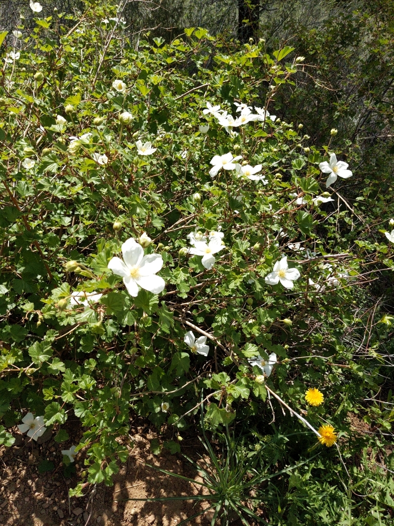 Rocky Mountain raspberry from Lakewood, CO 80401, USA on May 28, 2023 ...