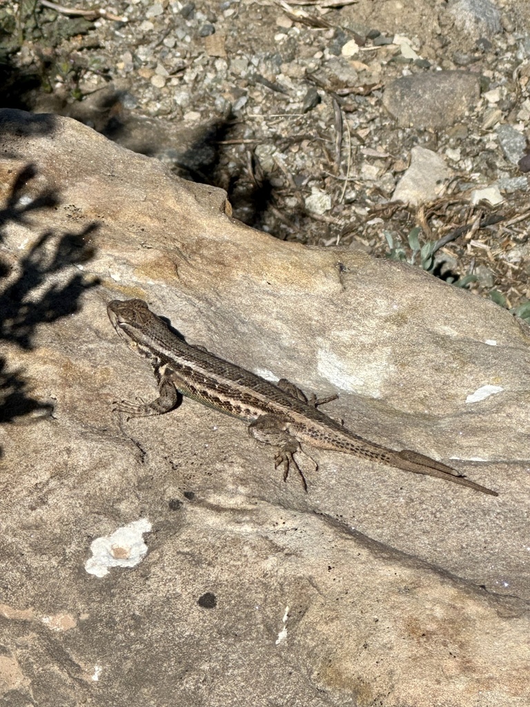 Common Sagebrush Lizard from Canyons of the Ancients National Monument ...