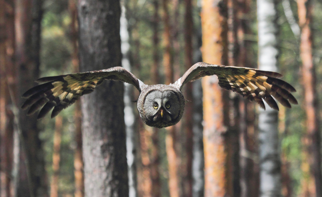 Owls (Strigiformes) - Avian Discovery