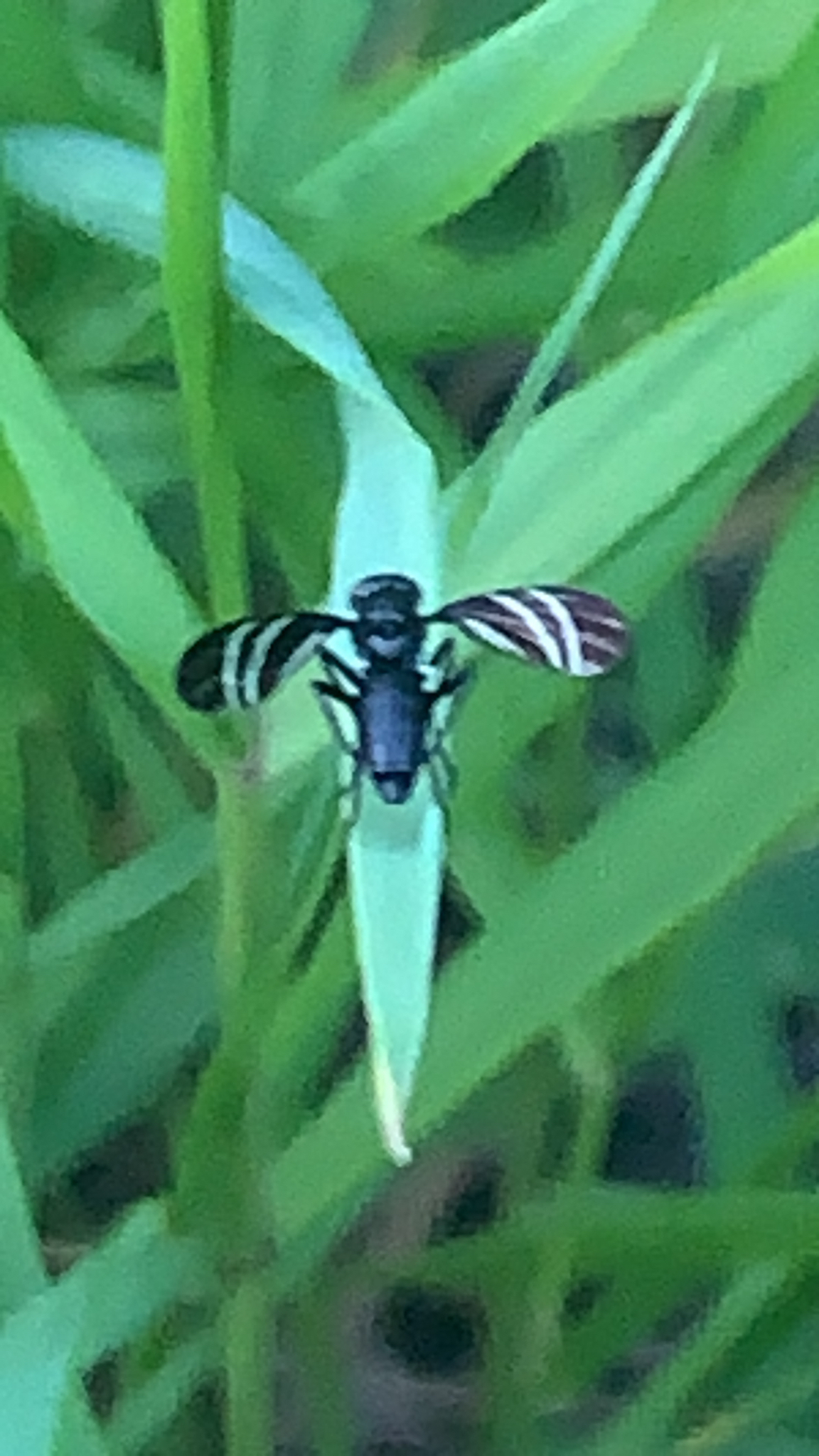 Tritoxa flexa (Wiedemann, 1830)