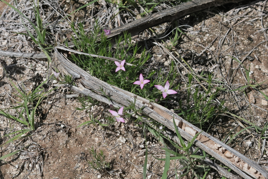 Needleleaf Bluet from 2401 Landmark Dr, Lubbock, TX 79415, USA on May ...