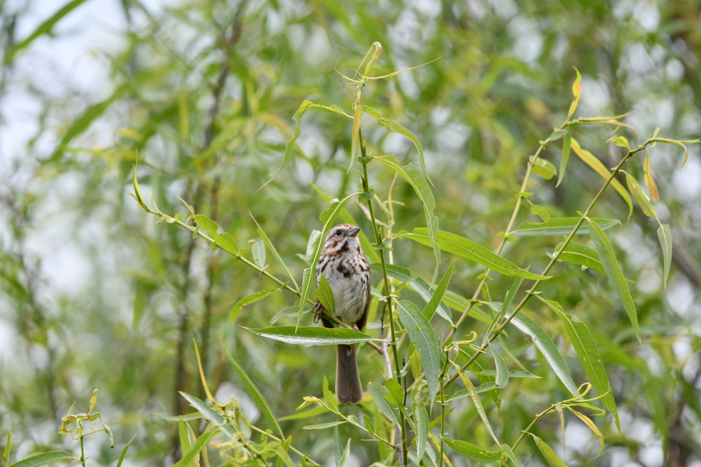 Eastern Song Sparrow from Taylor County, WV, USA on May 28, 2023 at 10: ...