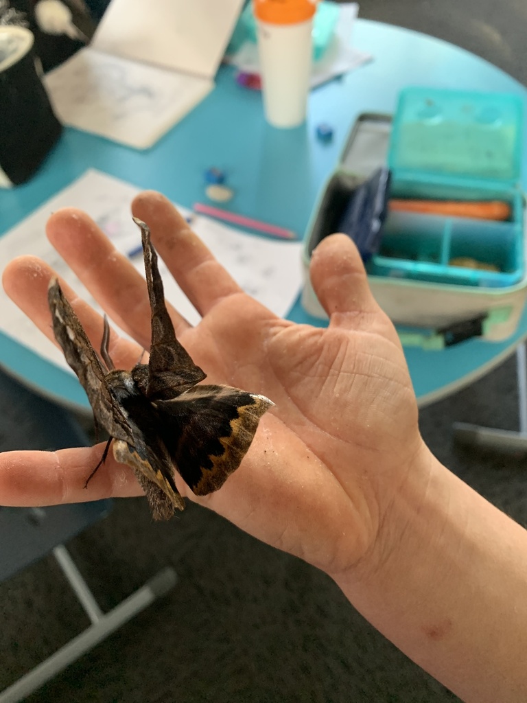 Batwing Moth from Christmas Hills Primary School, Christmas Hills, VIC ...