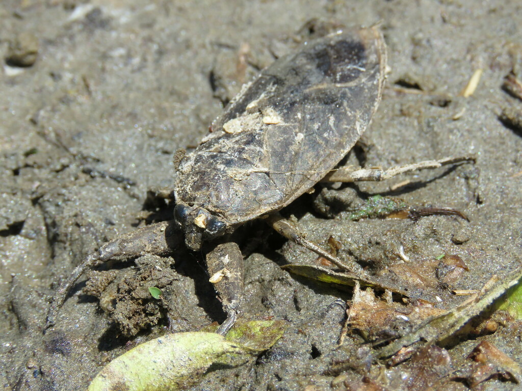 American Giant Water Bug from Estrie, QC, Canada on May 28, 2023 at 10: ...
