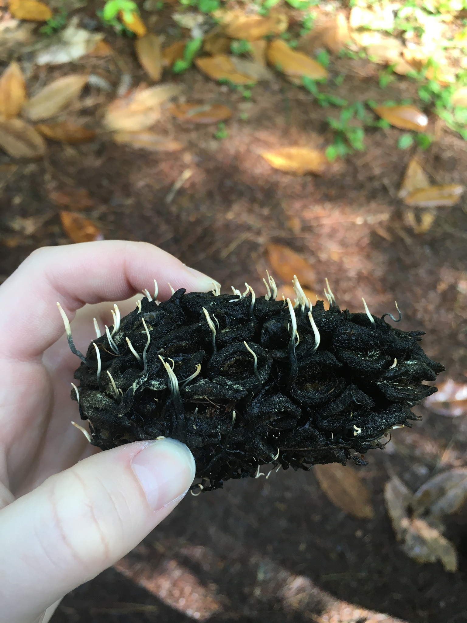 Xylaria magnoliae J.D.Rogers