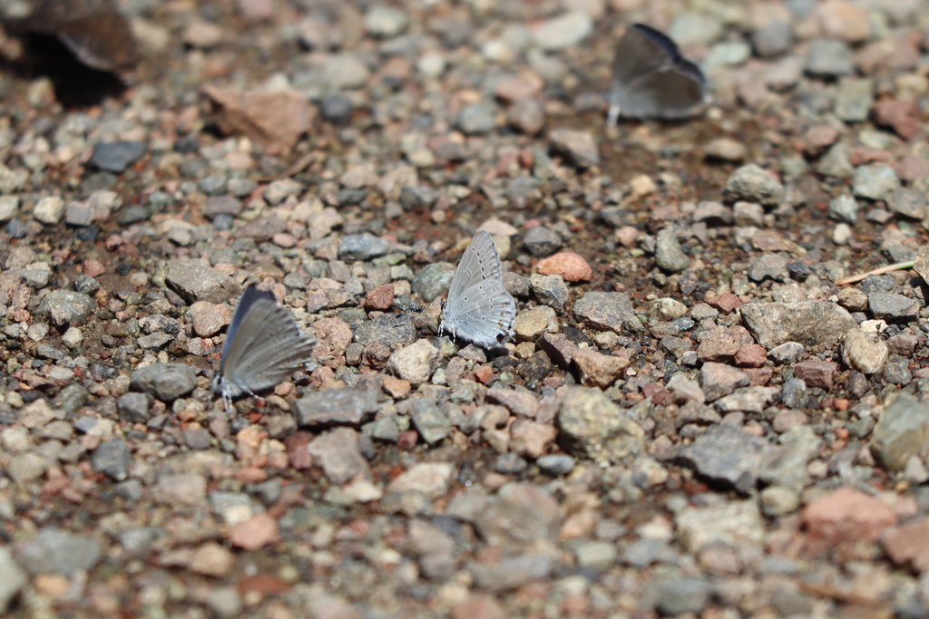 Western Tailed-Blue from Okanagan-Similkameen, BC, Canada on May 28 ...