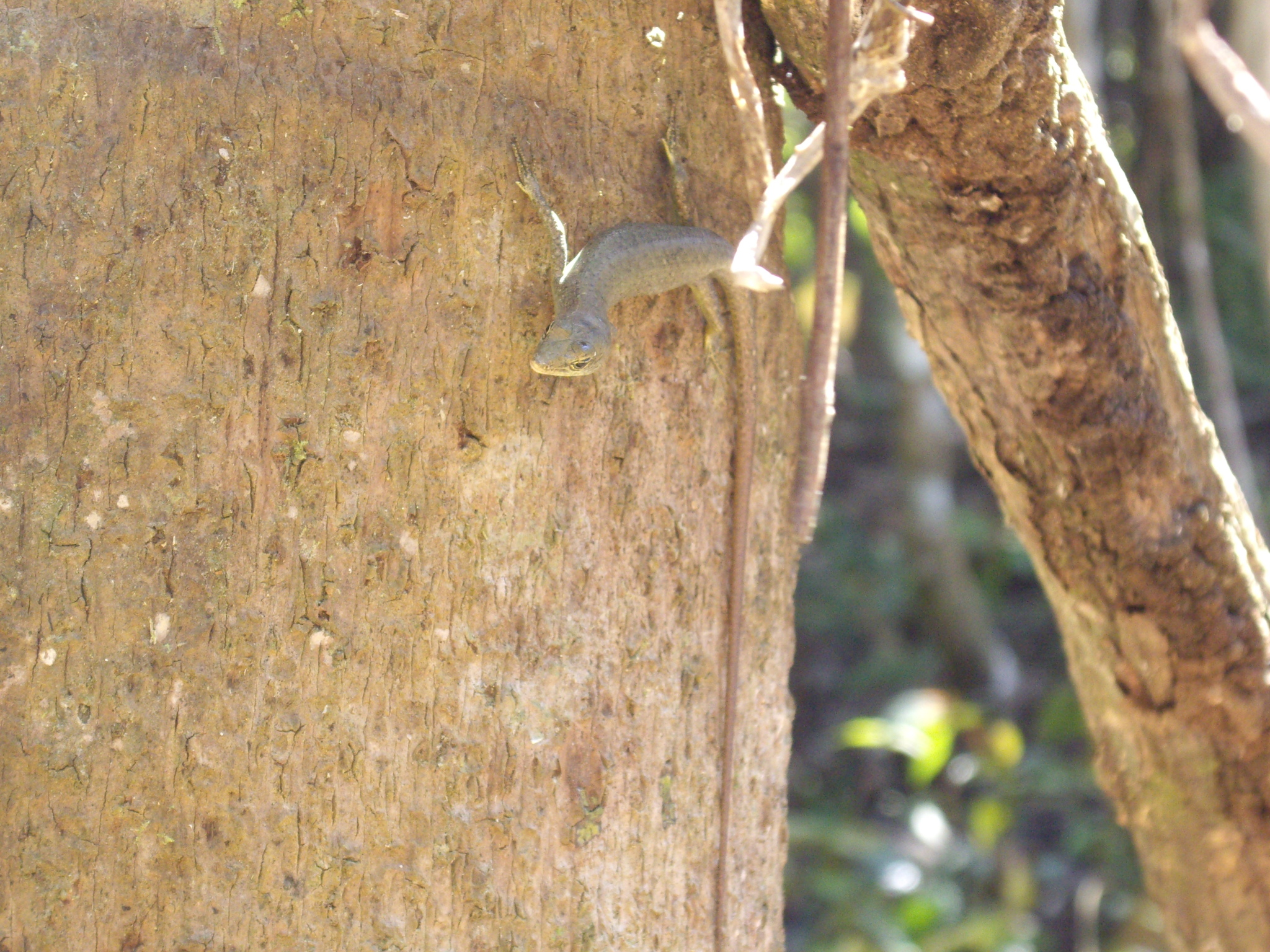 Emoia longicauda (Macleay, 1877)