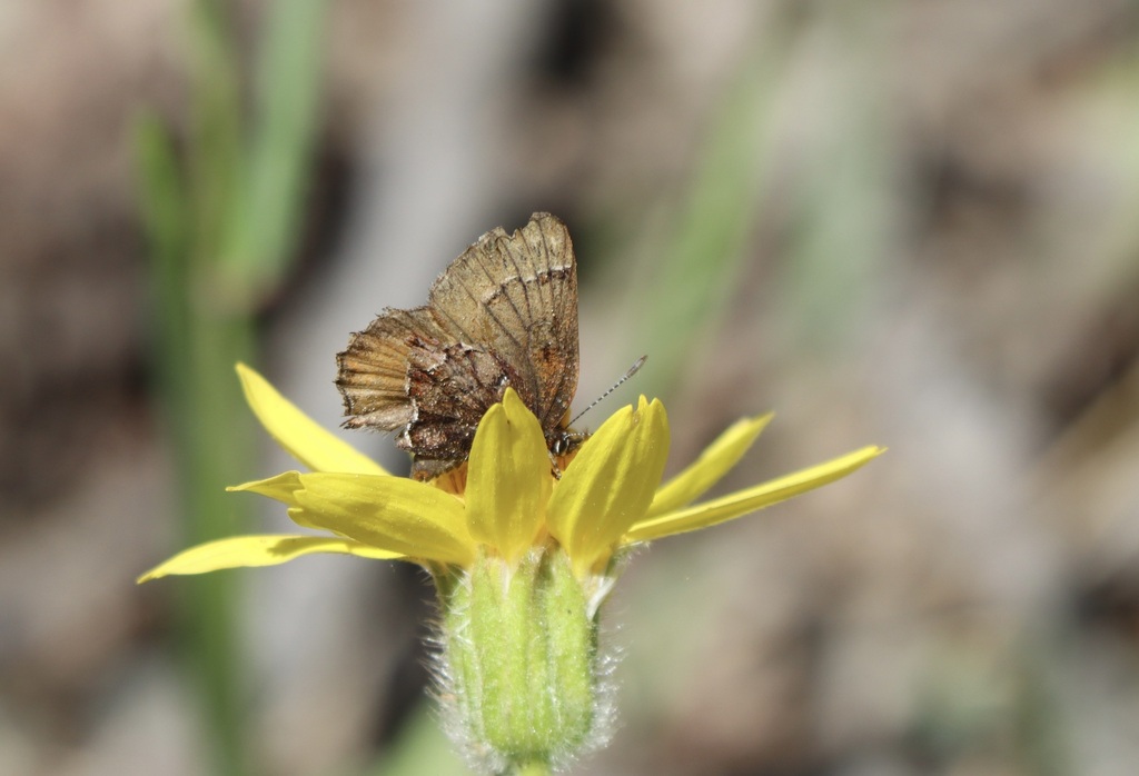 Western Pine Elfin from Okanagan-Similkameen, BC, Canada on May 28 ...
