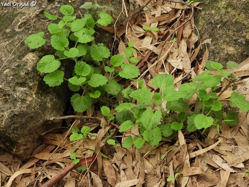 Ballota philistaea · iNaturalist