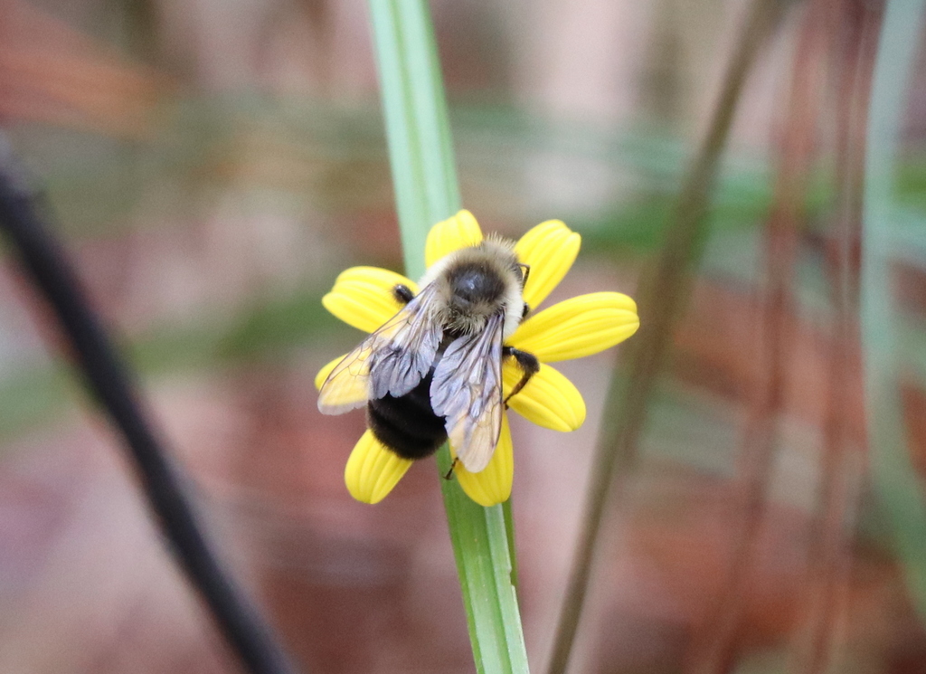 Common Eastern Bumble Bee from Jackson County, MS, USA on November 23 ...