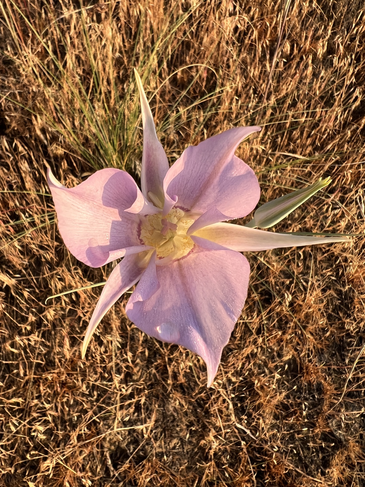 Calochortus macrocarpus Douglas