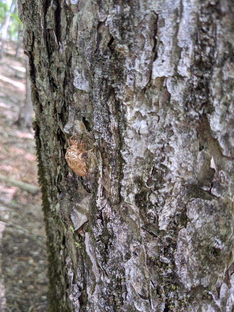 Ezo Spring Cicada from 370-2816, Japan on May 28, 2023 at 02:15 PM by ...