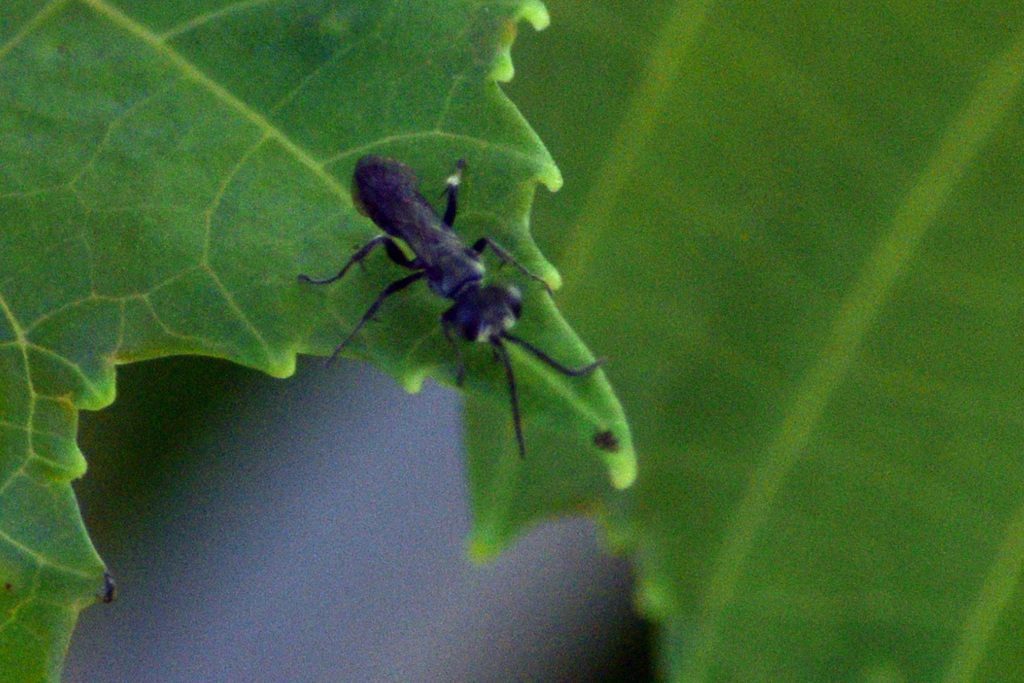 Ants, Bees, and Stinging Wasps from Kendall, FL, USA on May 27, 2023 at ...