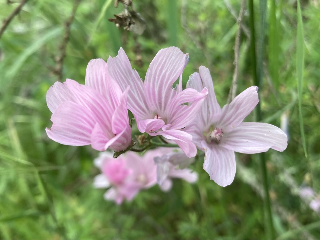 Dwarf Checkermallow from Reinhardt Redwood Regional Park, Castro Valley ...