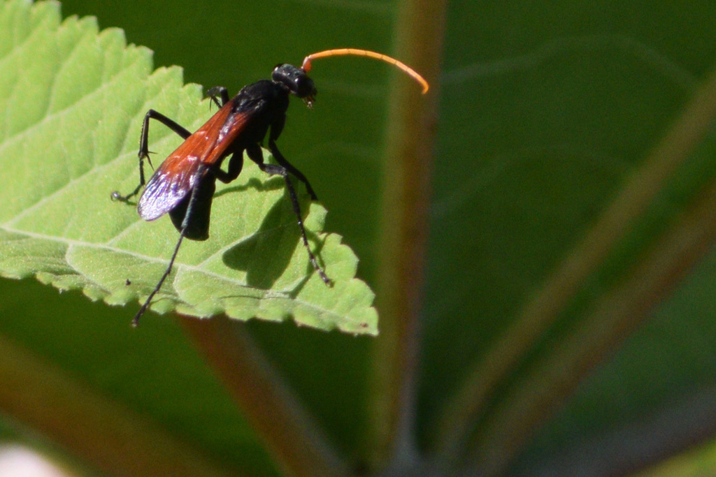 Eastern Tawny-horned Spider Wasp from Kendall, FL, USA on May 27, 2023 ...