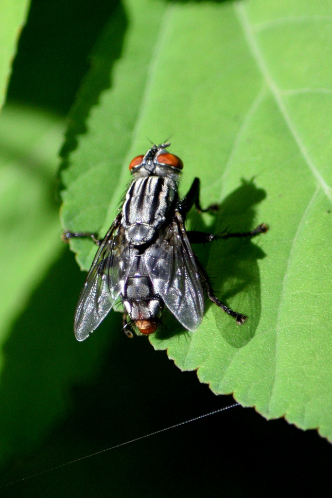 Bot Flies, Blow Flies, and Allies from Kendall, FL, USA on May 27, 2023 ...