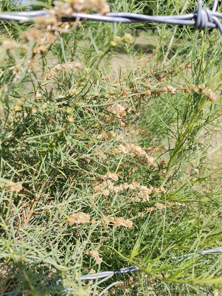 Singlewhorl Burrobrush from Rosales, Chihuahua, Mexico on May 28, 2023 ...