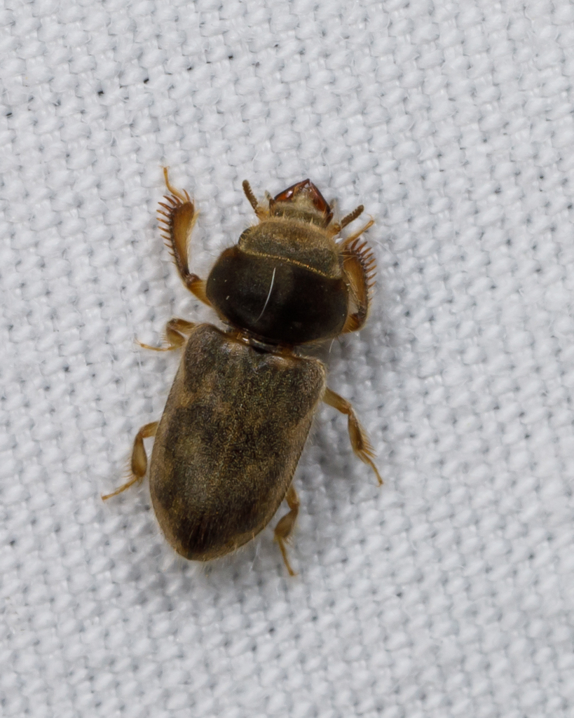 Variegated Mud-loving Beetles from Calhoun County, TX, USA on May 20 ...