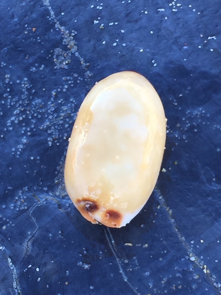 Isabella Cowry from Bongil Bongil National Park, Bundagen, NSW, AU on ...