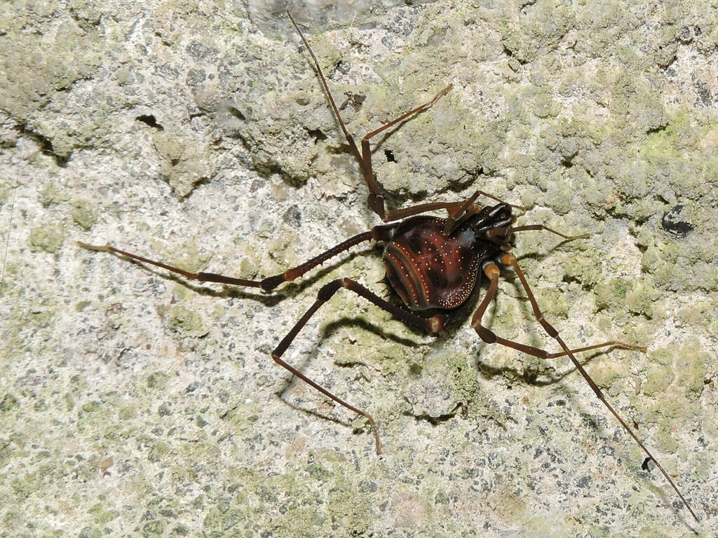 Sadocus asperatus from Alemana Alto, Concepción, Biobío, CL on May 28 ...