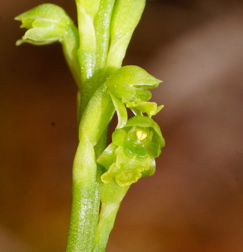 Microtis rara · iNaturalist Mexico