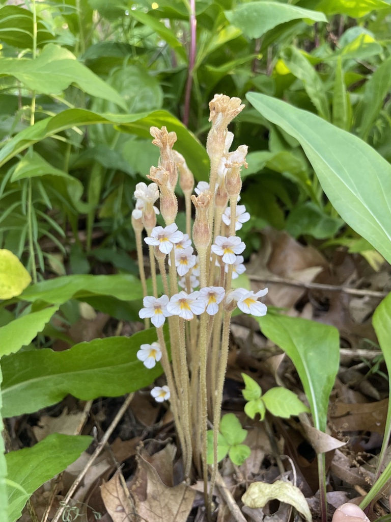 one-flowered cancer-root from Marshlands Conservancy, Rye, NY, US on ...