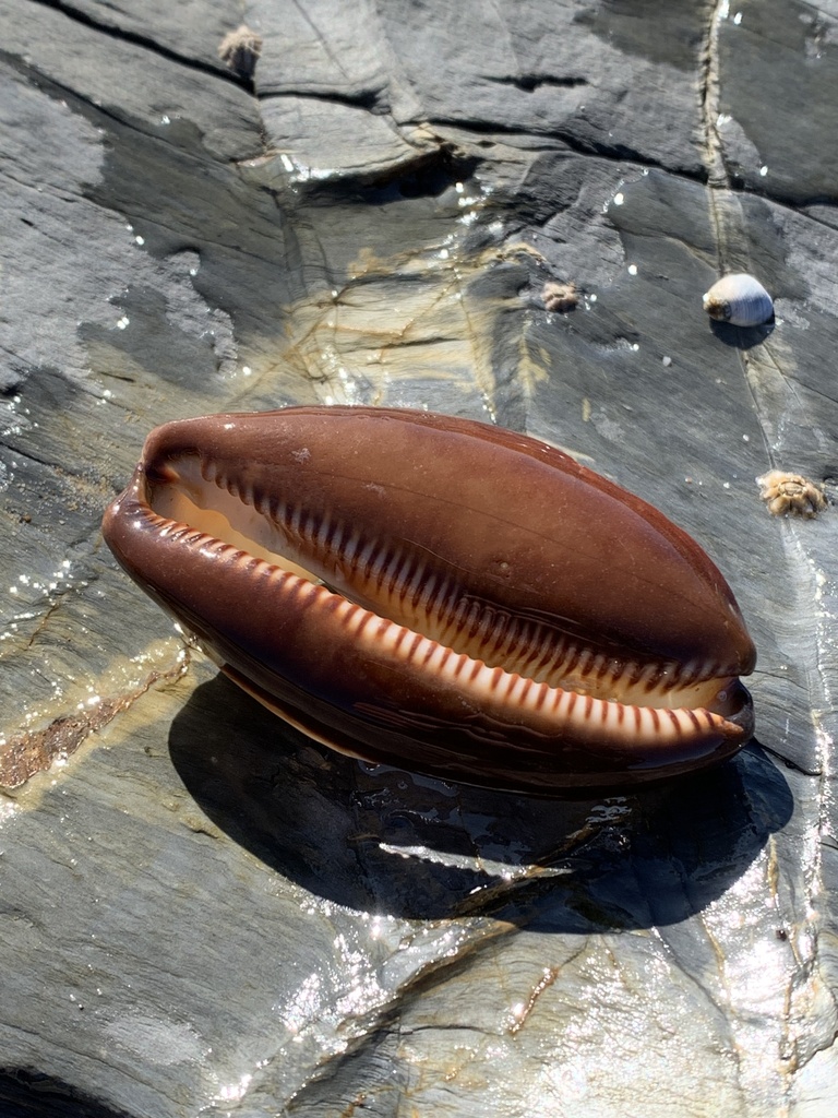 Mole Cowrie from Bonville Creek & Beach, Bundagen, NSW, AU on May 29 ...