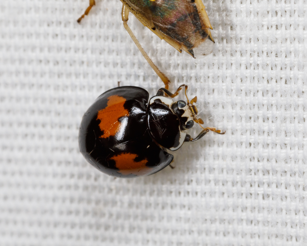Ashy Gray Lady Beetle from Calhoun County, TX, USA on May 20, 2023 at ...