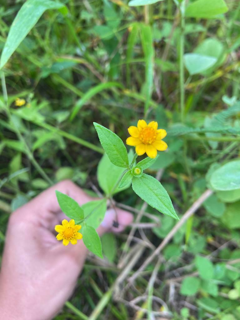 Baltimora recta from Villavicencio, Meta, Colombia on April 24, 2023 at ...