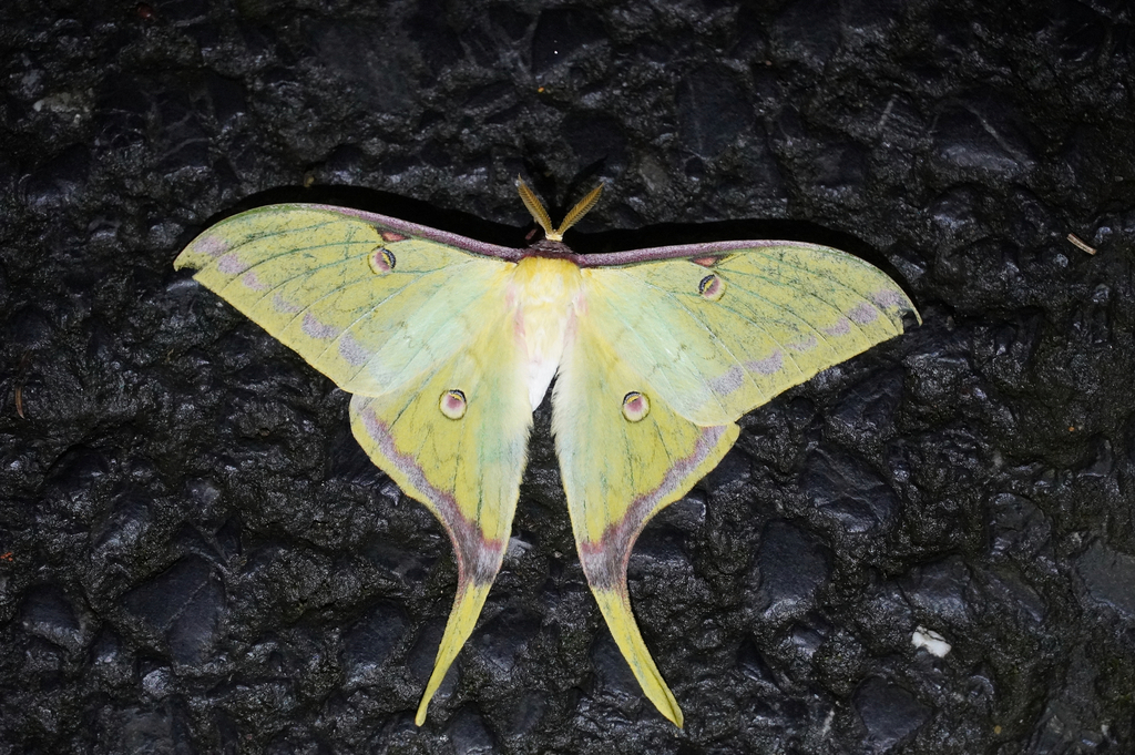 South China Moon Moth from 中国浙江省杭州市临安区 on May 28, 2023 at 09:54 PM by ...