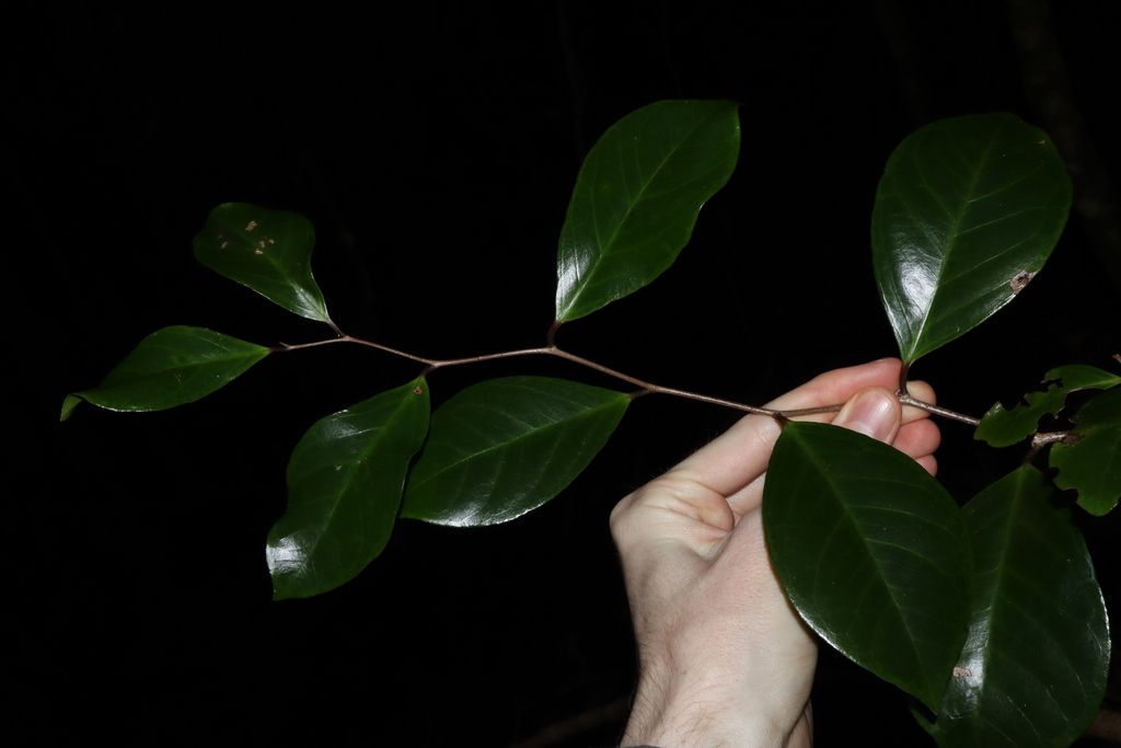 Embelia from Innes View NSW 2429, Australia on May 14, 2023 at 01:21 PM ...