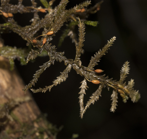 Neckera chilensis · iNaturalist