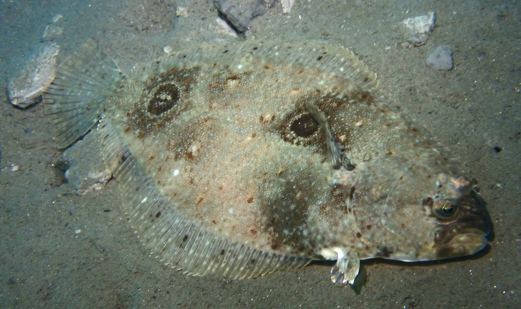 Fantail sole from Way North Wall, La Jolla Submarine Canyon, La Jolla ...