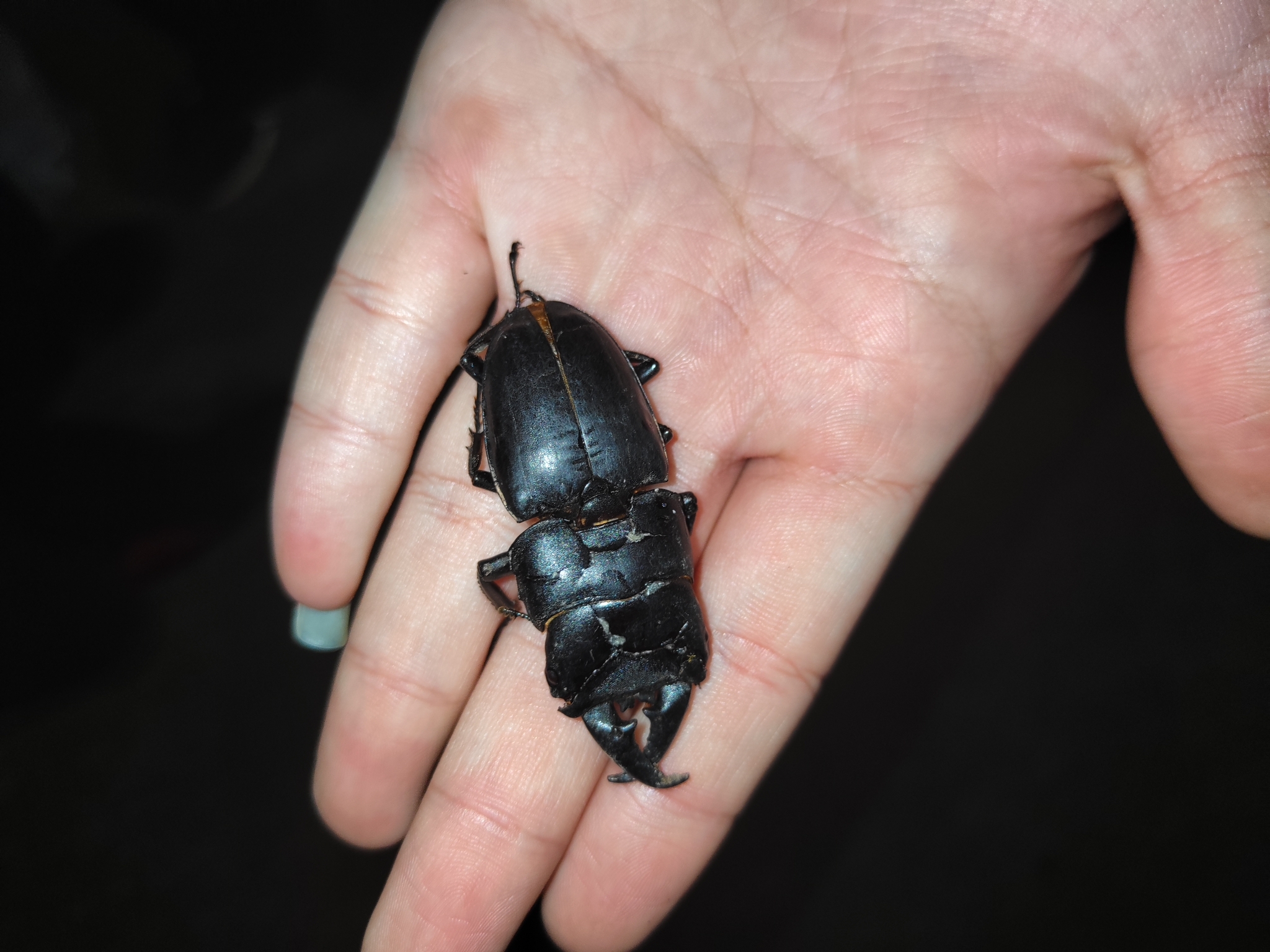 Serrognathus titanus platymelus (Saunders, 1854)